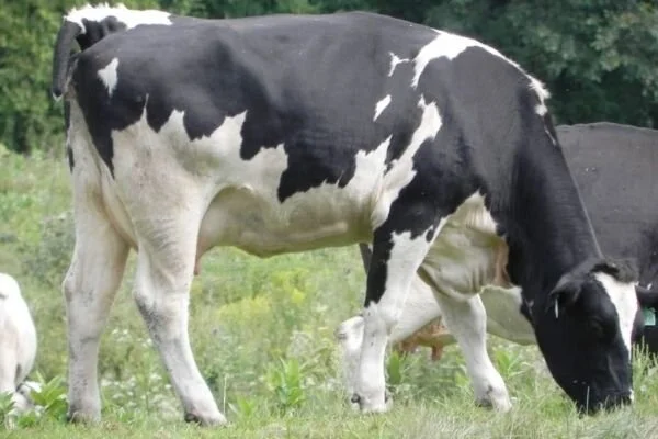 Dairy Farming — Animal Liberation | Compassion without compromise