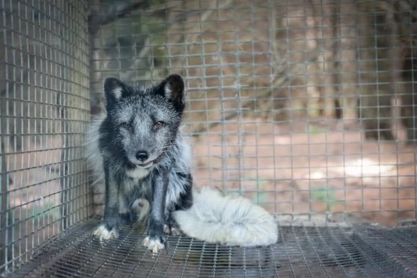 Fur Production — Animal Liberation | Compassion without compromise