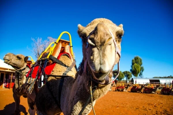 Camels Rides & Racing — Animal Liberation | Compassion without compromise