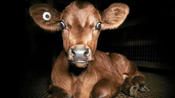 Campaigns — Animal Liberation | Compassion without compromise