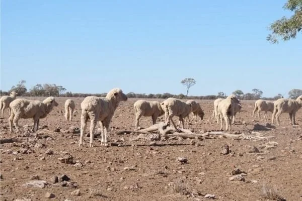 Why should I care about 1080 poison? — Animal Liberation | Compassion ...