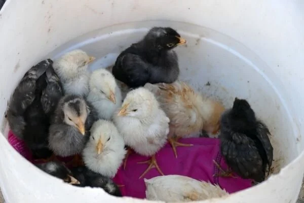 Hatching Projects — Animal Liberation | Compassion without compromise