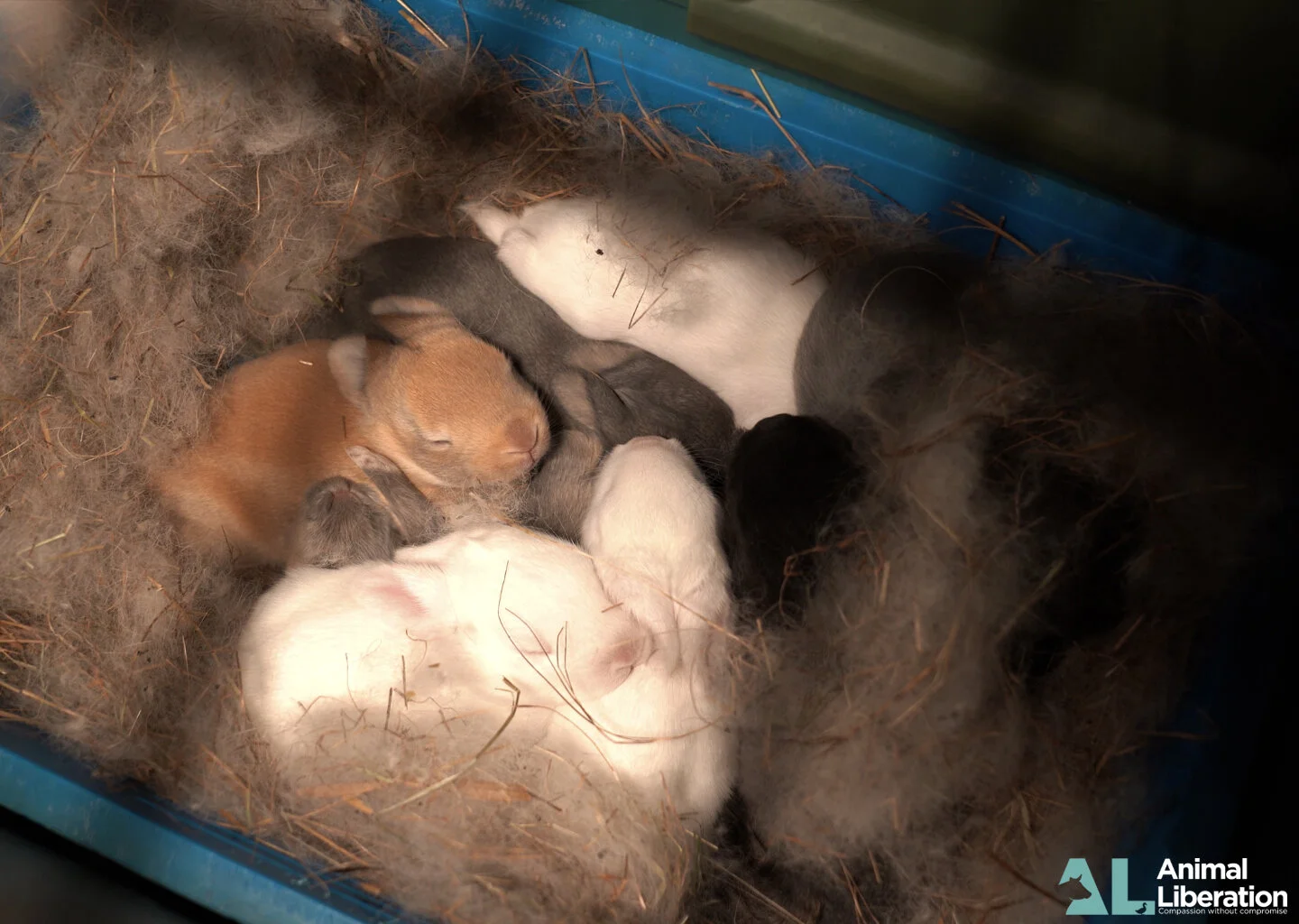Rabbit Farming — Animal Liberation | Compassion without compromise