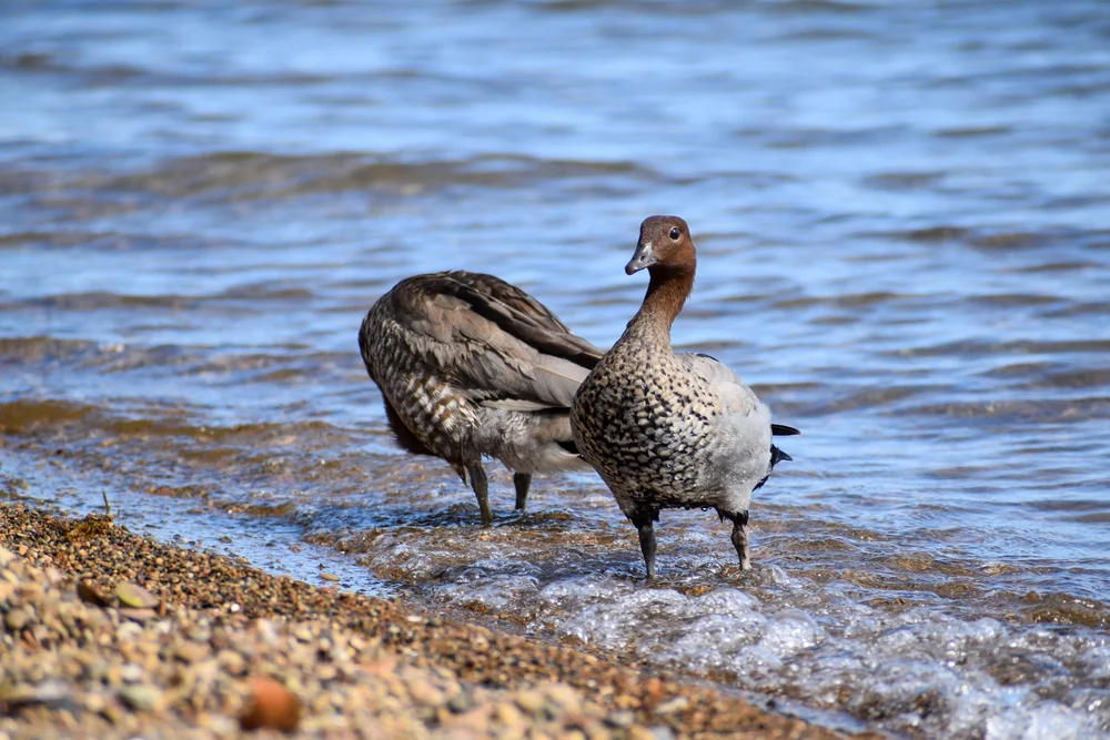 It's time to ban duck shooting — Animal Liberation | Compassion without ...