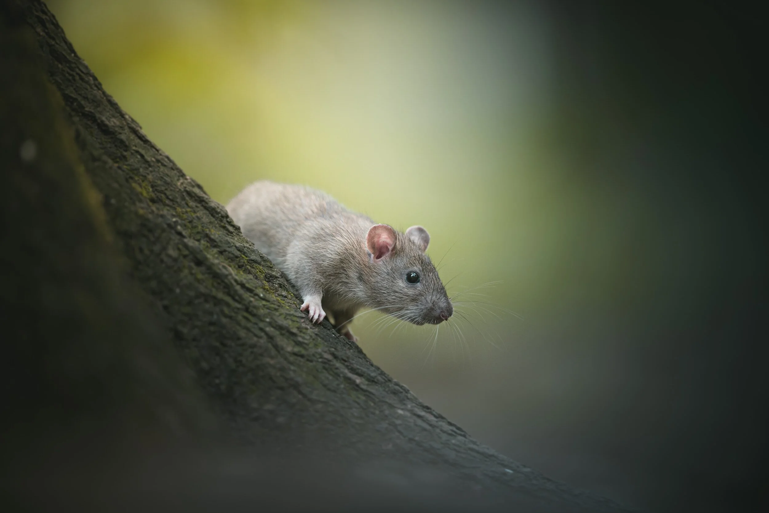 The dangers of SGARs — Animal Liberation | Compassion without compromise