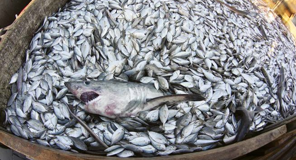 5 reasons we should all celebrate sharks — Animal Liberation ...