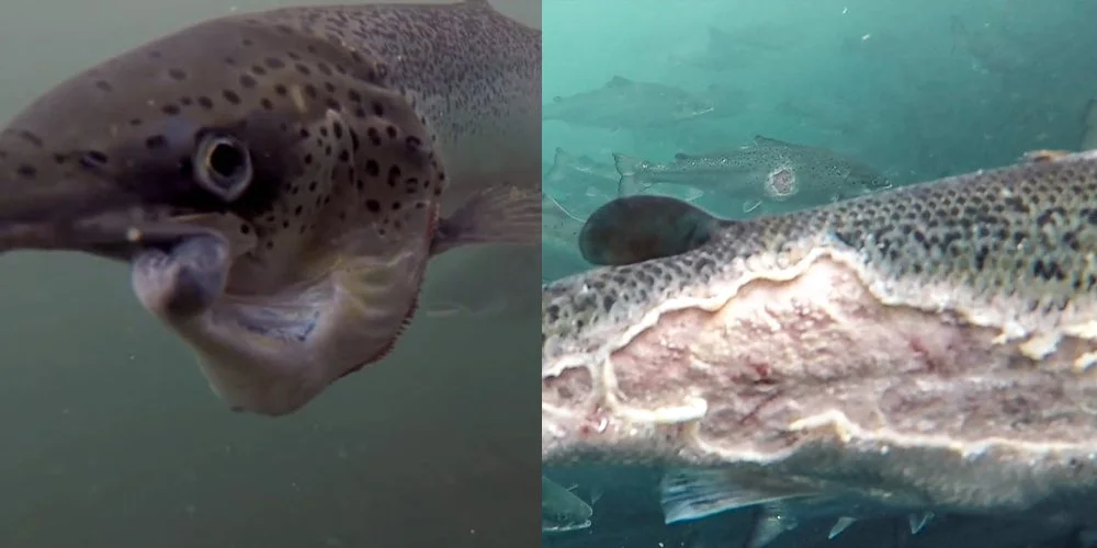 Is it ethical to buy farmed fish? — Animal Liberation | Compassion ...