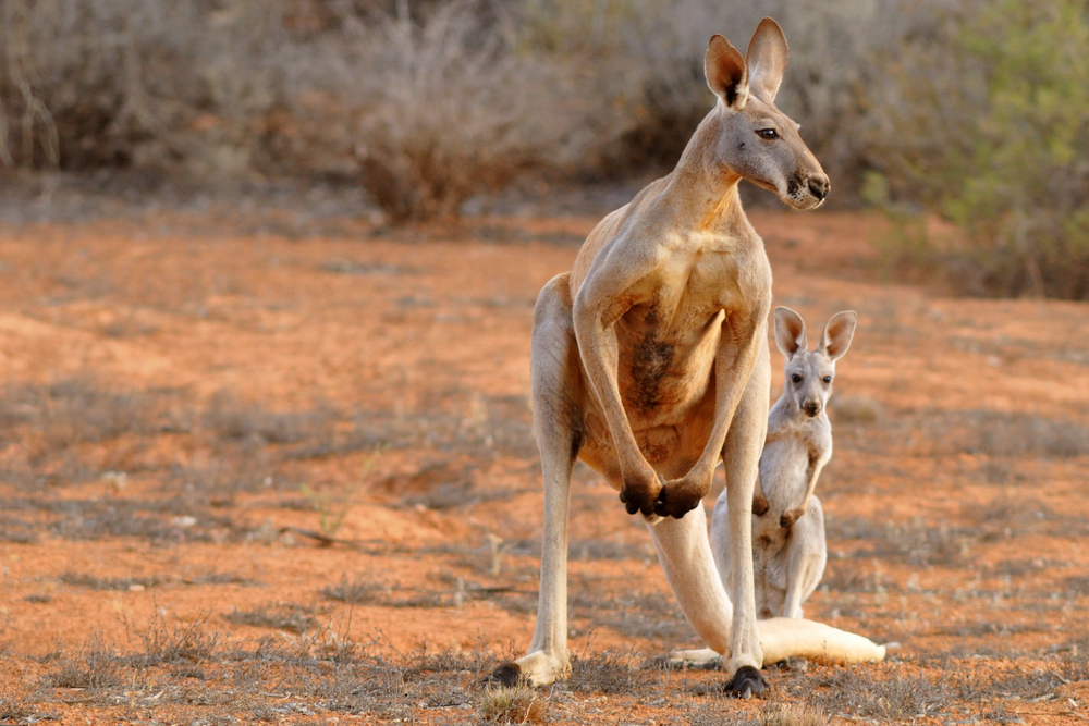 Kangaroos deserve protection — Animal Liberation | Compassion without ...