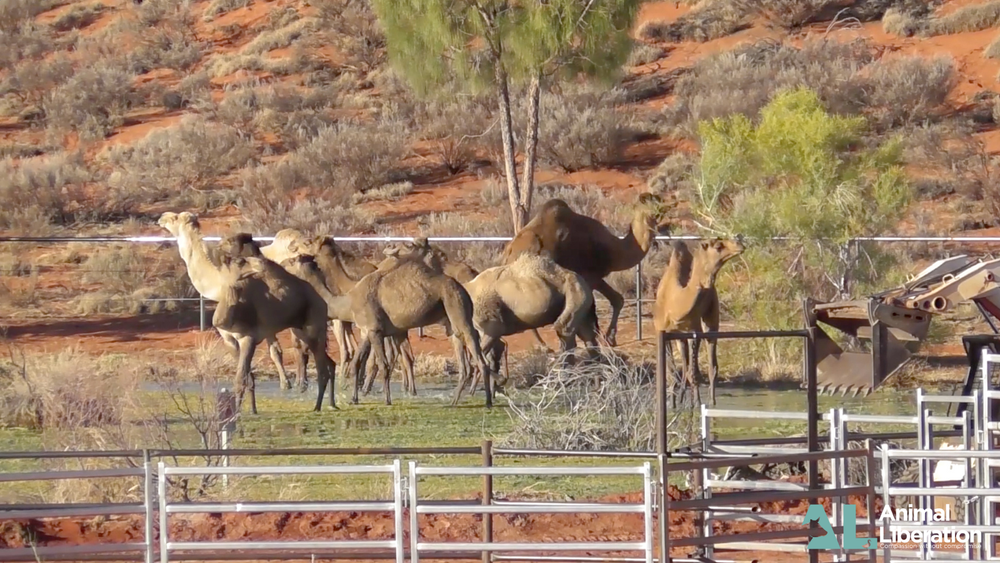Uluru Camels — Animal Liberation | Compassion without compromise