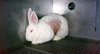 Is the end of animal experimentation near? — Animal Liberation ...