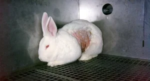 Is the end of animal experimentation near? — Animal Liberation ...