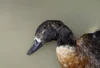 End Victorian Duck Shooting — Animal Liberation | Compassion without ...