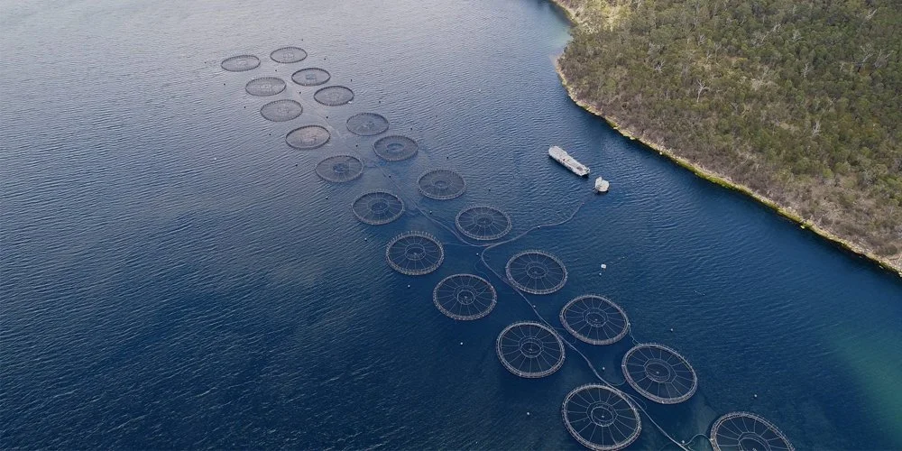 Is it ethical to buy farmed fish? — Animal Liberation | Compassion ...