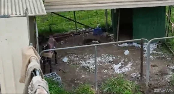 Working to end greyhound racing — Animal Liberation | Compassion ...