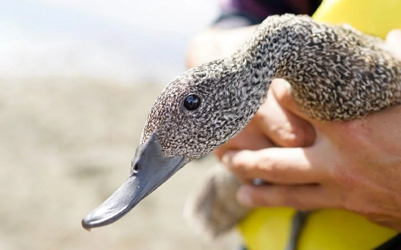 It's time to ban duck shooting — Animal Liberation | Compassion without ...