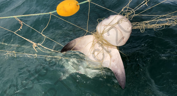 5 reasons we should all celebrate sharks — Animal Liberation ...