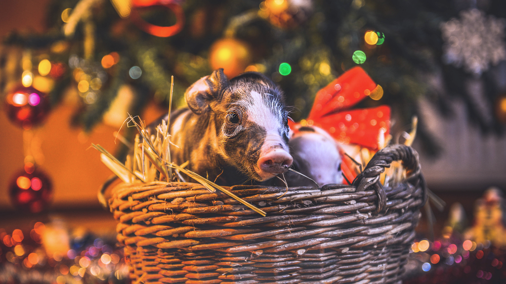 Animal-Friendly Festive Feast — Animal Liberation | Compassion without ...