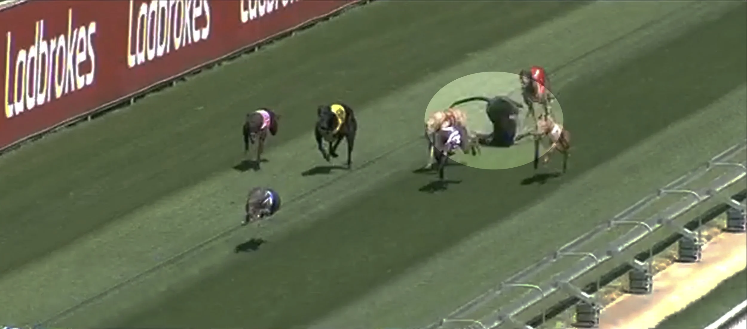 Stop the Goulburn Greyhound Death Track — Animal Liberation | Compassion without compromise