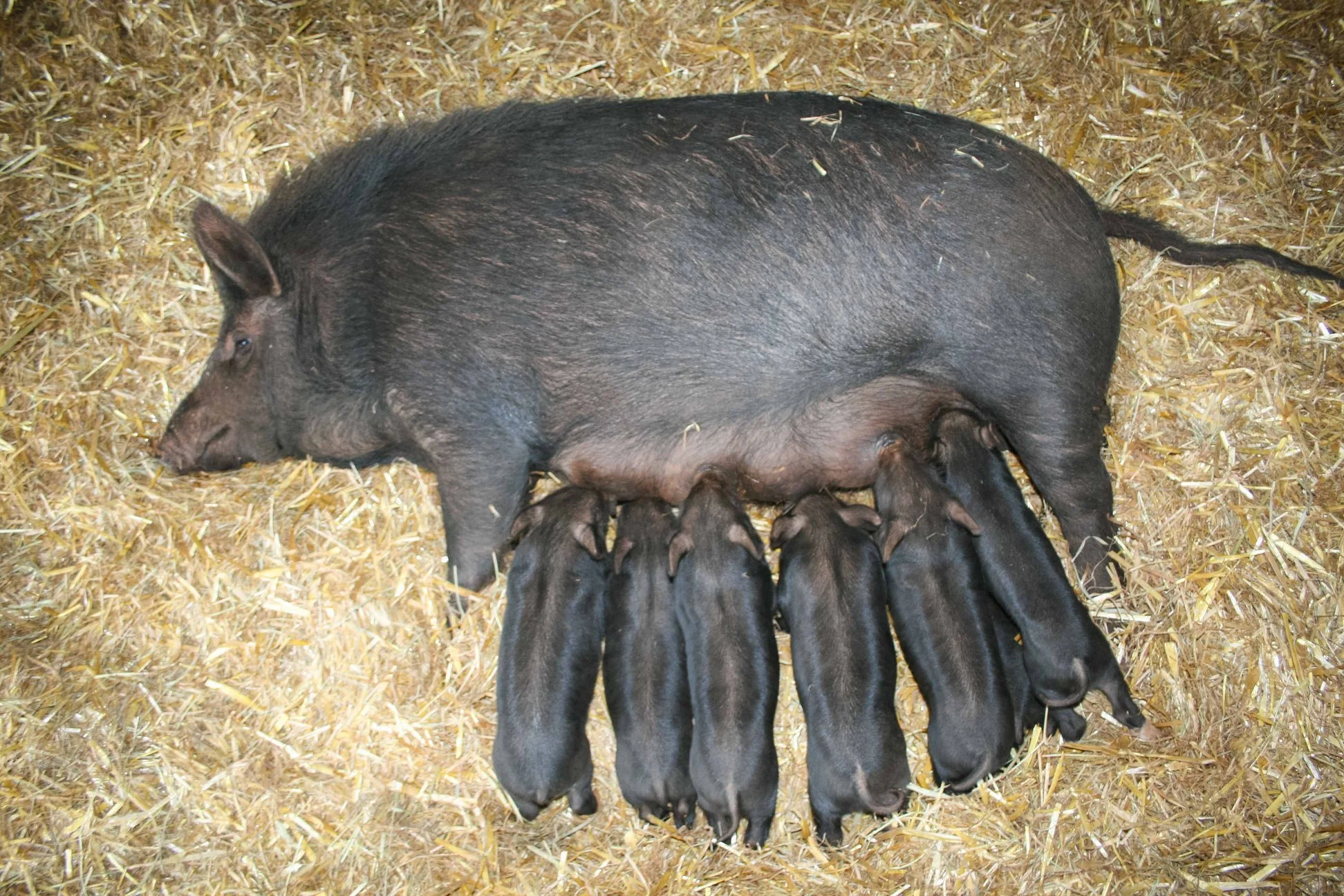 Spread love to all mothers — Animal Liberation | Compassion without ...