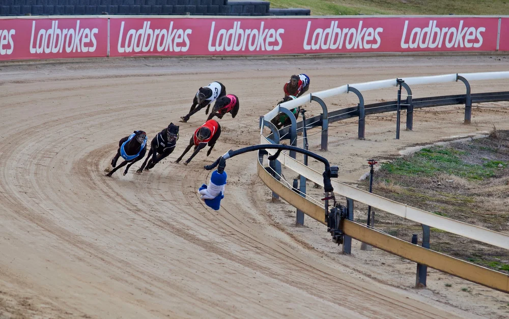 Working to end greyhound racing — Animal Liberation | Compassion ...