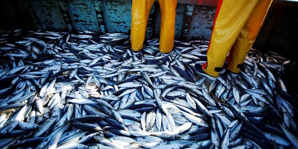 Is it ethical to buy farmed fish? — Animal Liberation | Compassion ...