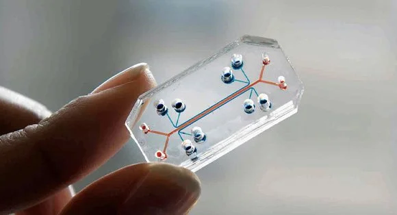 Is the end of animal experimentation near? — Animal Liberation | Compassion without compromise