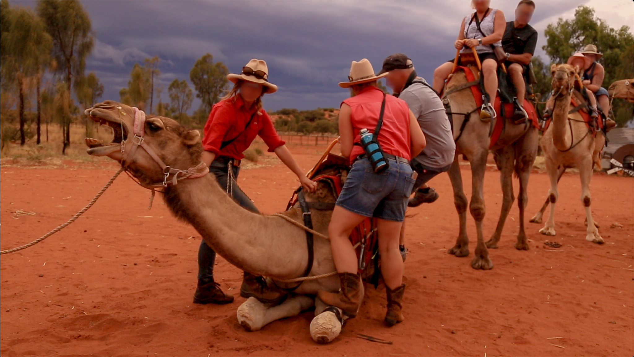 Ban Pig Dogging — Animal Liberation | Compassion without compromise