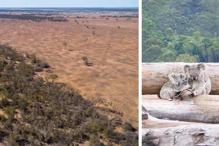 Save the Koala Month — Animal Liberation | Compassion without compromise