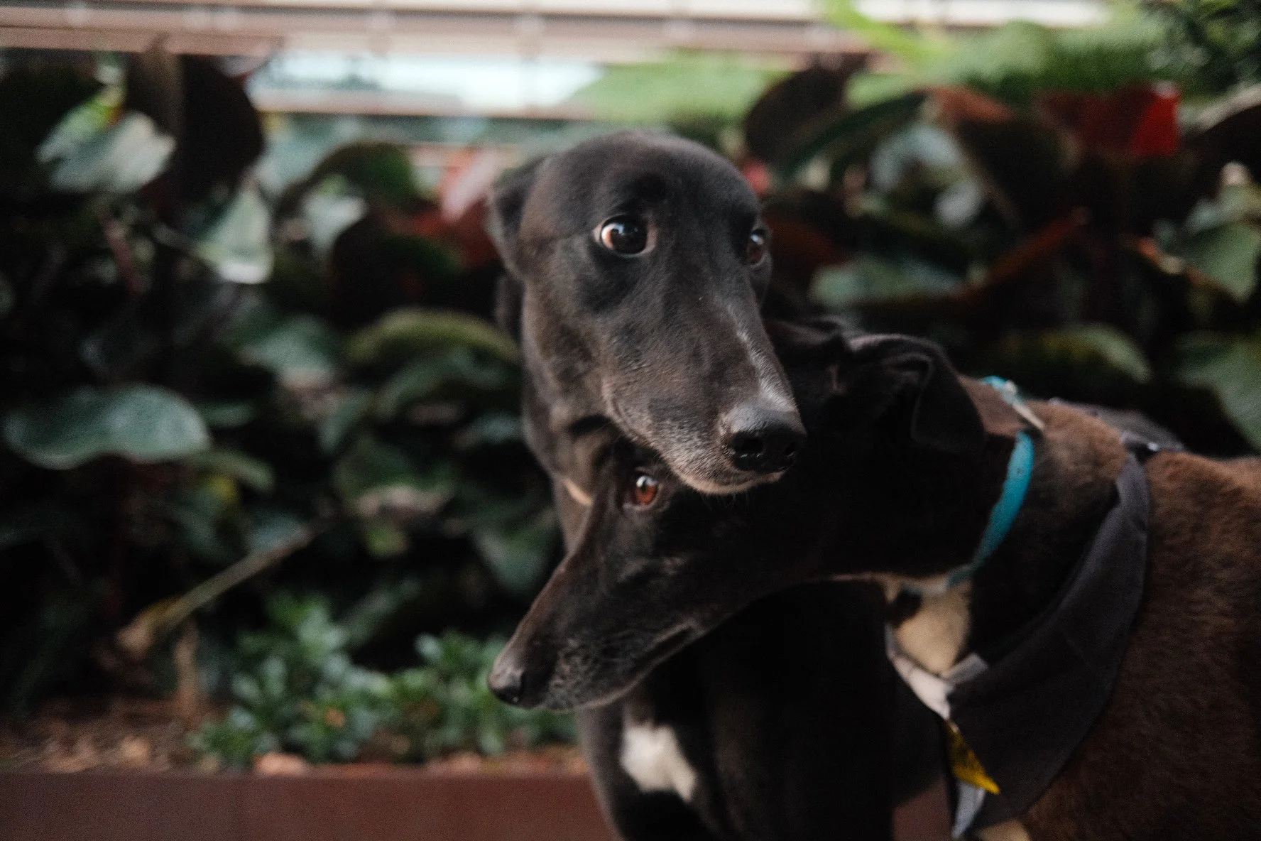 2024 GWIC Findings — Animal Liberation | Compassion without compromise