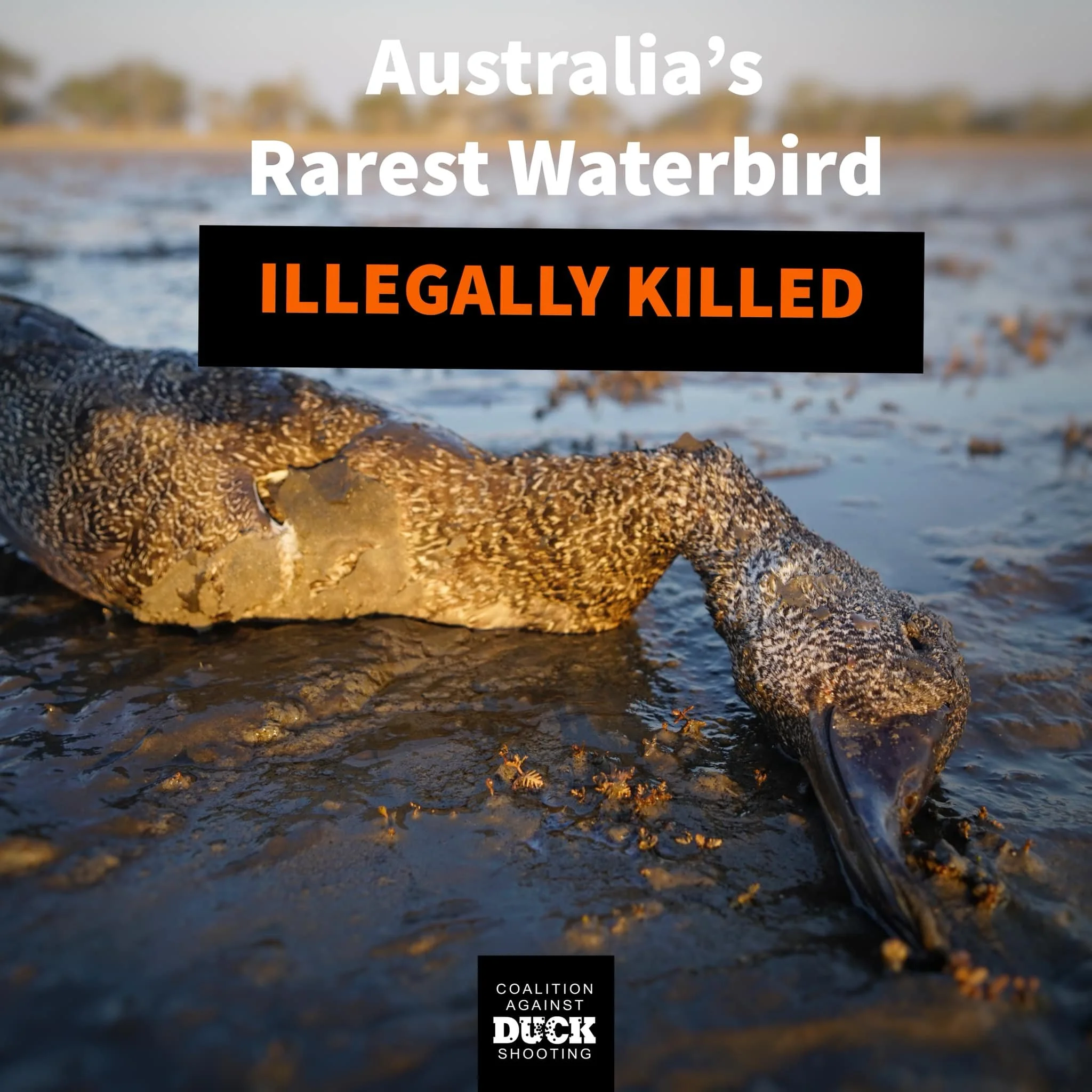 It's time to ban duck shooting — Animal Liberation | Compassion without ...