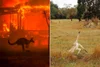 Kangaroos deserve protection — Animal Liberation | Compassion without ...