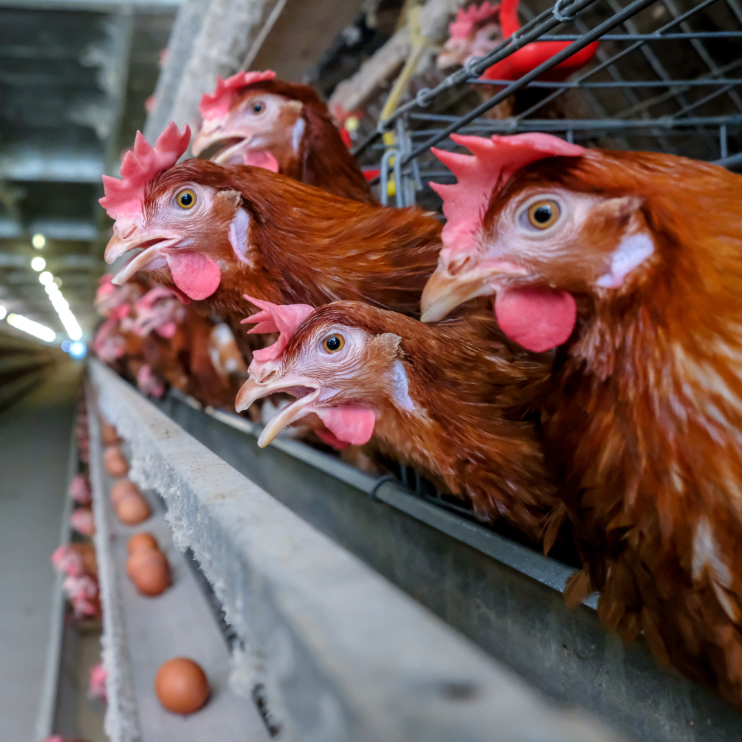 Have your say! Renewing the Australian Animal Welfare Strategy — Animal Liberation | Compassion ...