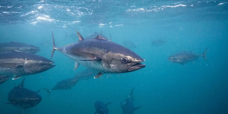 Why should we leave tuna off the menu? — Animal Liberation | Compassion ...