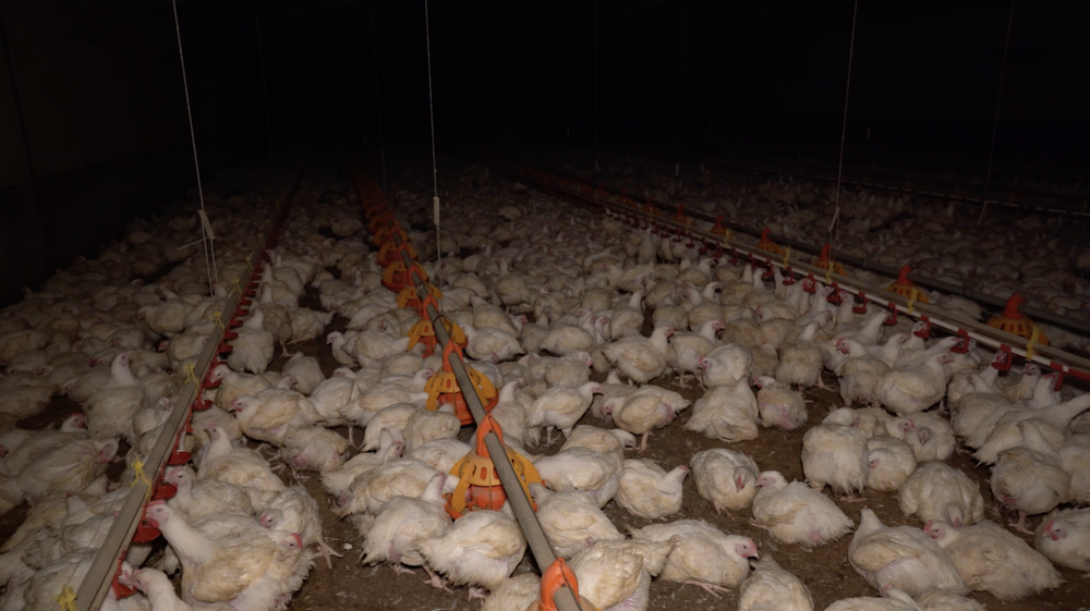 Say NO to Another Chicken Factory Farm — Animal Liberation | Compassion ...