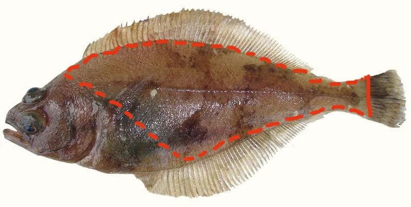 Sand Dab — Sea Forager