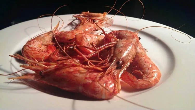 Coonstriped Shrimp — Sea Forager