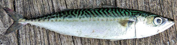 Pacific Mackerel — Sea Forager