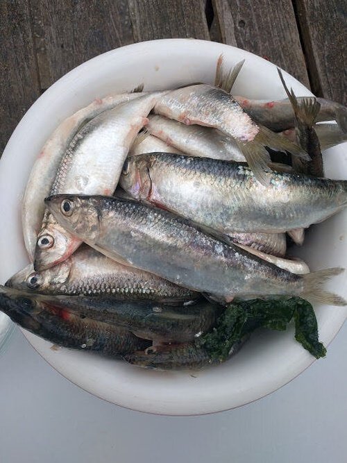 Herring milt & roe delight! — Sea Forager
