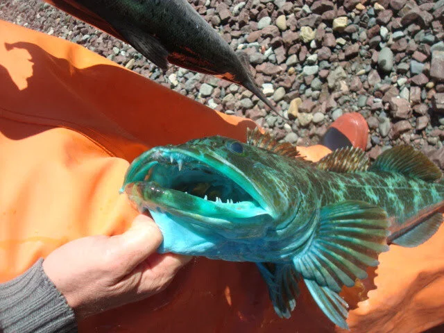 Lingcod — Fishwife Recipes — Sea Forager