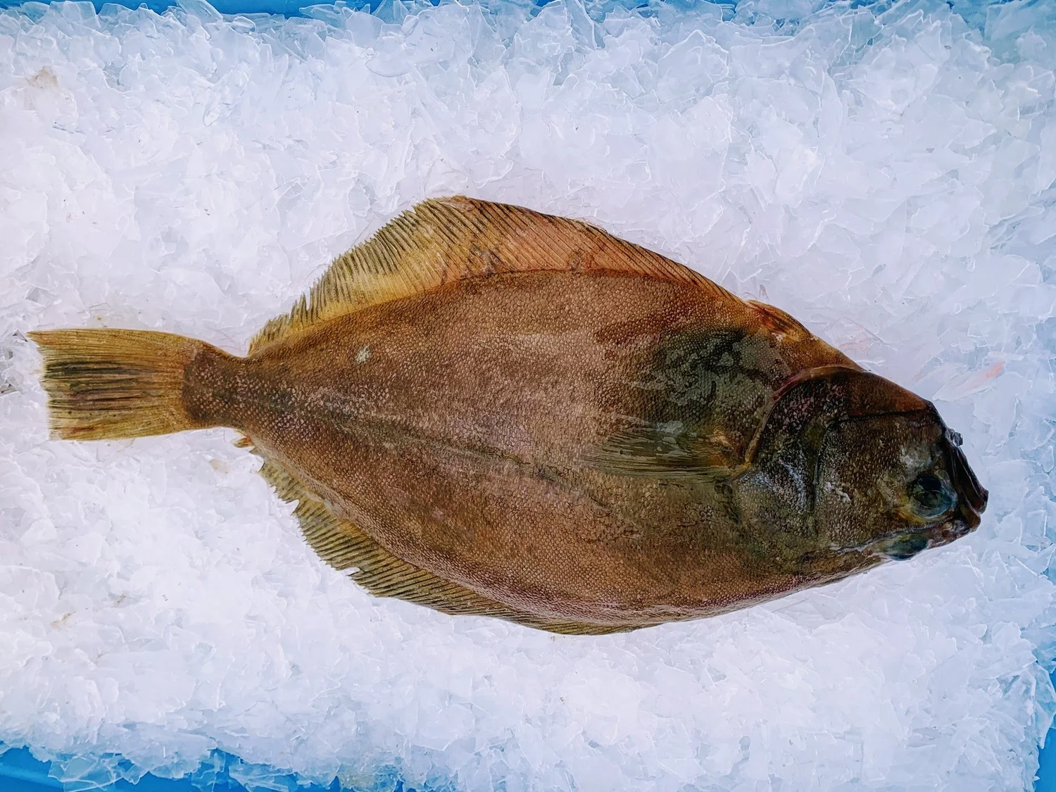 Petrale Sole — Sea Forager