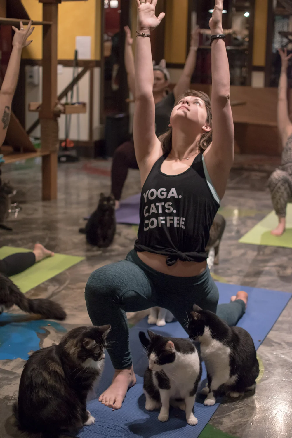 Yoga Cats