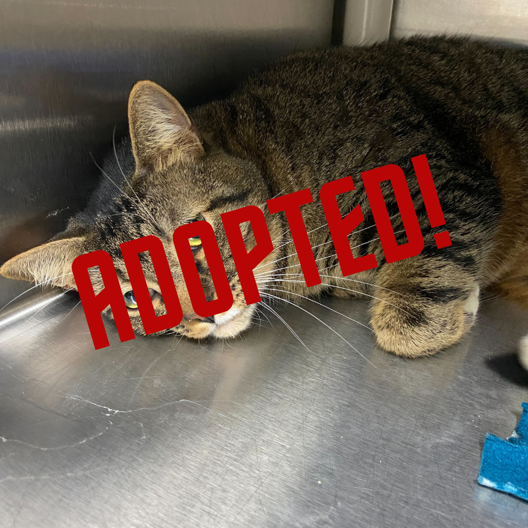 Adoptable Cats of Meowtropolitan — Seattle Meowtropolitan