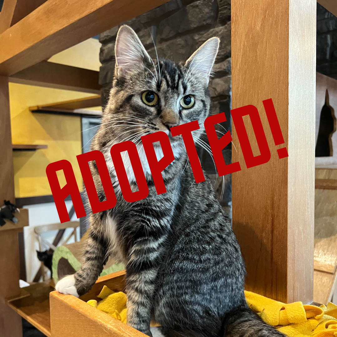 Adoptable Cats of Meowtropolitan — Seattle Meowtropolitan