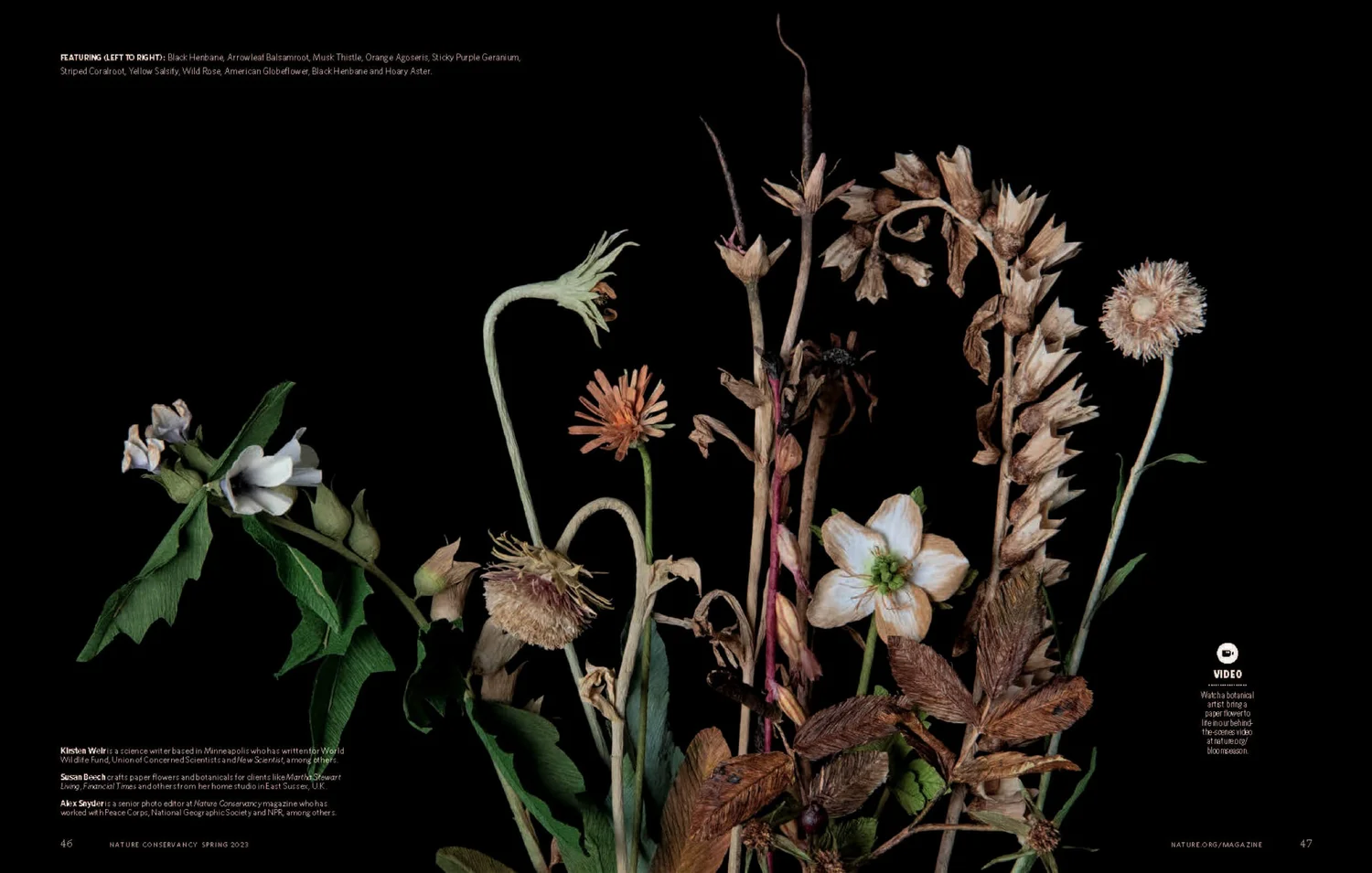 Commissions for Paper Flowers — A PETAL UNFOLDS