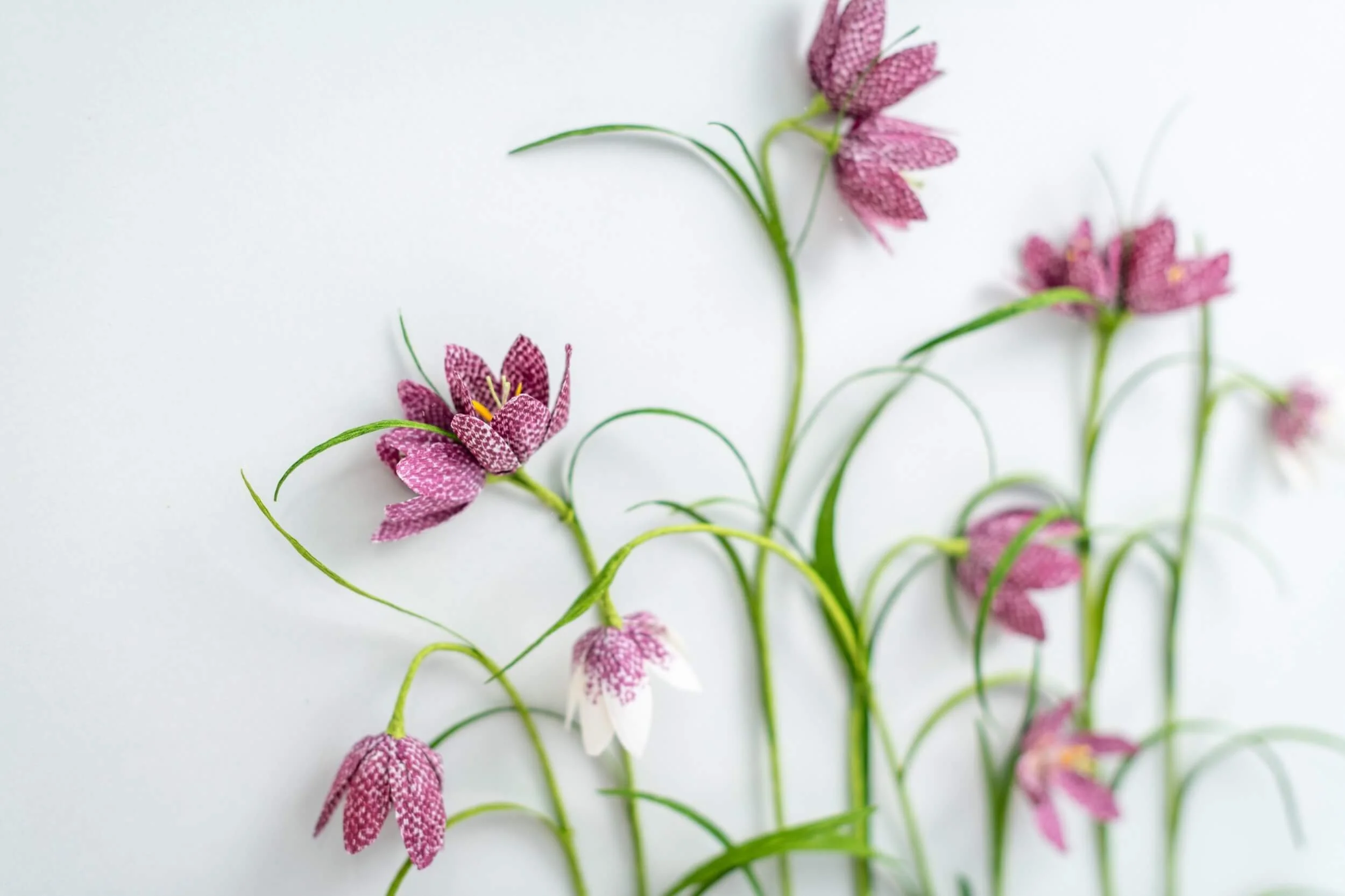 A PETAL UNFOLDS | Paper Flowers & Botanical Artwork | UK