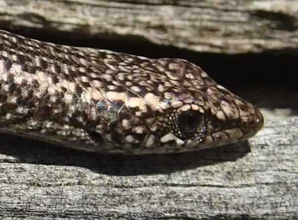 Ragged Snake-eyed Skink — Mallee Conservation