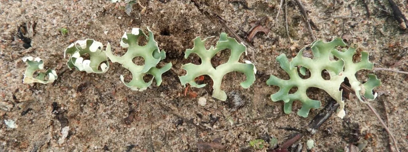 Wandering lichen — Mallee Conservation