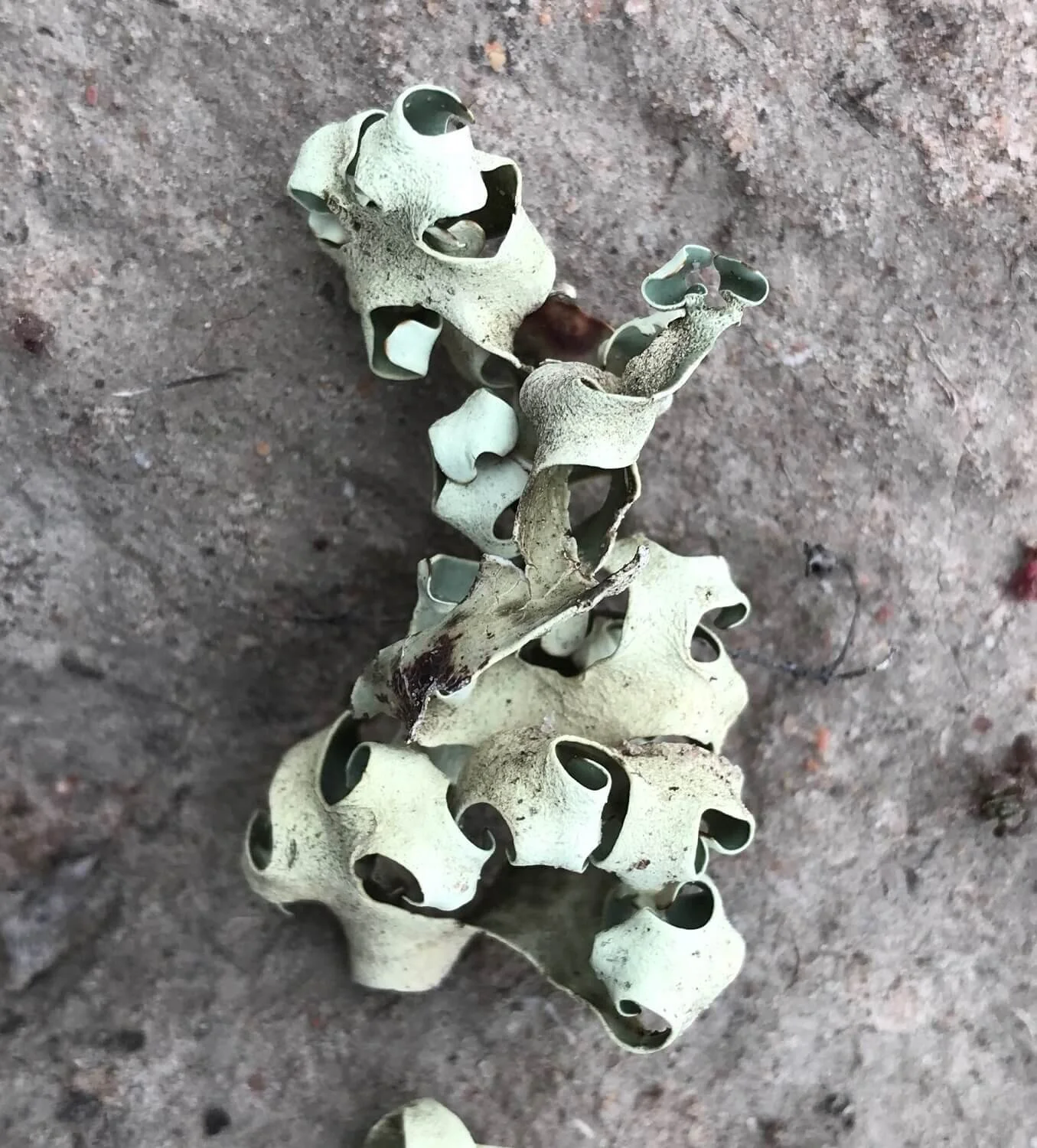Wandering lichen — Mallee Conservation
