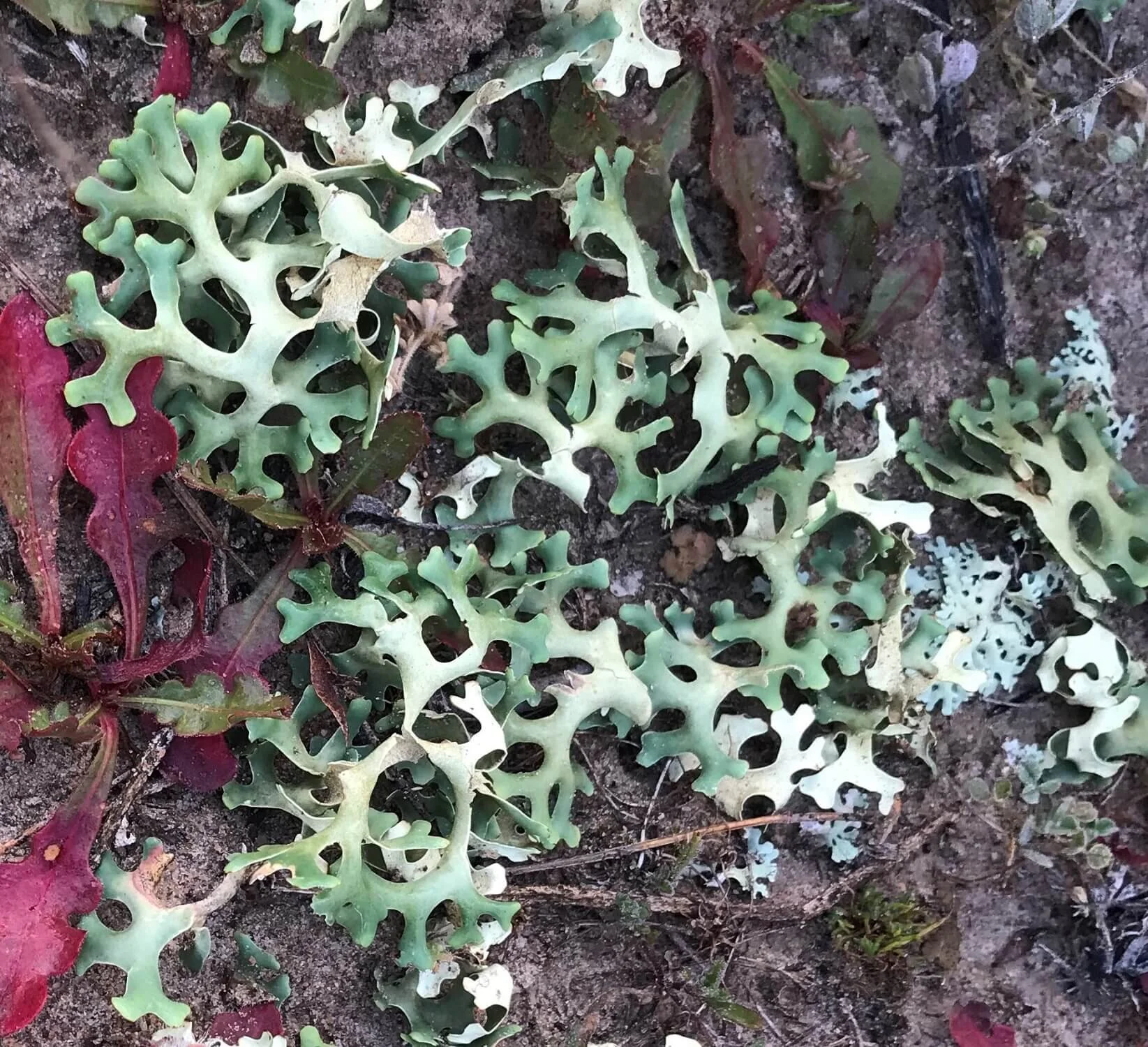 Lichens Plants