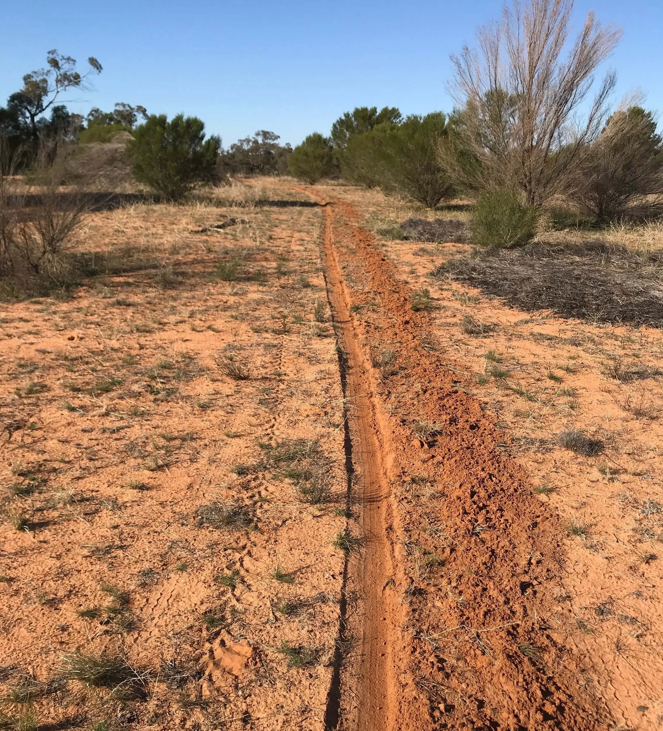 Direct seeding native Pine — Mallee Conservation